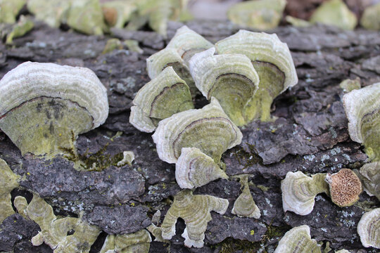 Schamm Bilder – Durchsuchen 10,448 Archivfotos, Vektorgrafiken und ...