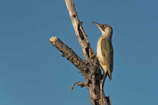 รูปภาพErdspecht – เลือกดูภาพถ่ายสต็อก เวกเตอร์ และวิดีโอ184 | Adobe Stock