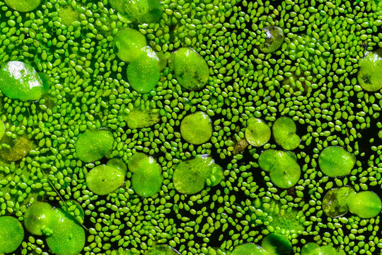 รูปภาพWolffia – เลือกดูภาพถ่ายสต็อก เวกเตอร์ และวิดีโอ266 | Adobe Stock