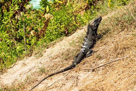 Garrobo Images – Browse 123 Stock Photos, Vectors, and Video | Adobe Stock