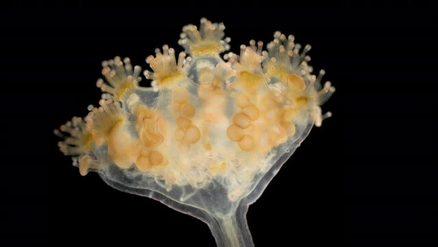 Staurozoa bilder – Bläddra bland 116 stockfoton, vektorer och videor ...