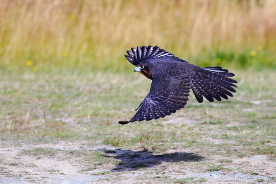 New Zealand Falcon Images – Browse 462 Stock Photos, Vectors, and Video ...