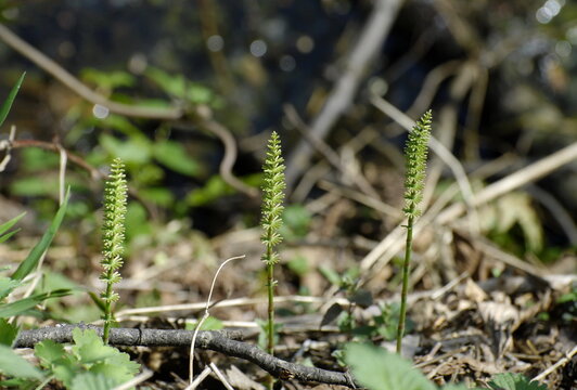 Arthrophyta bilder – Bläddra bland 9,178 stockfoton, vektorer och ...