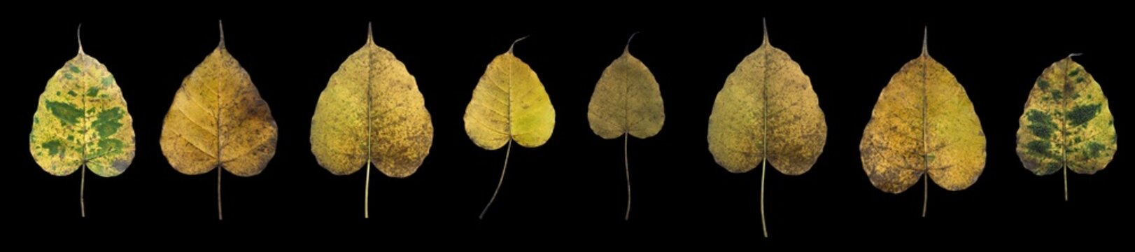 รูปภาพBothi – เลือกดูภาพถ่ายสต็อก เวกเตอร์ และวิดีโอ214 | Adobe Stock