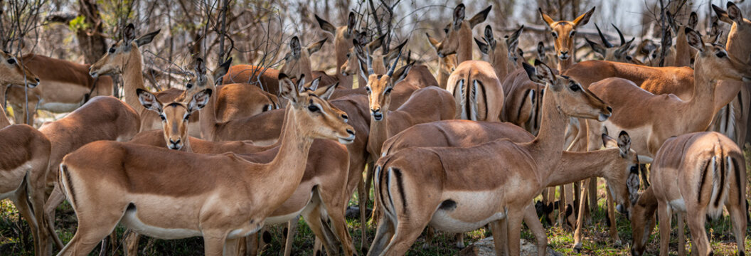 รูปภาพRooibok – เลือกดูภาพถ่ายสต็อก เวกเตอร์ และวิดีโอ59,687 | Adobe Stock