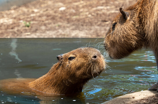 Capibar Images – Browse 4 Stock Photos, Vectors, and Video | Adobe Stock