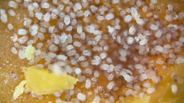 "Cheese Mites" Images – Browse 200 Stock Photos, Vectors, and Video ...