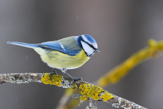 "Syn Bilder – Durchsuchen 4,334 Archivfotos, Vektorgrafiken und Videos ...