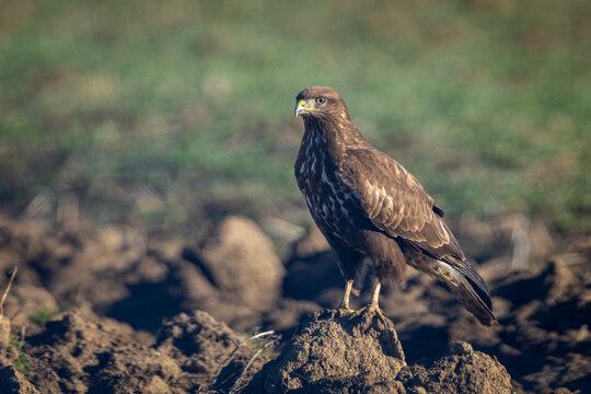 "Common Buzzard" Images – Browse 49,953 Stock Photos, Vectors, and ...