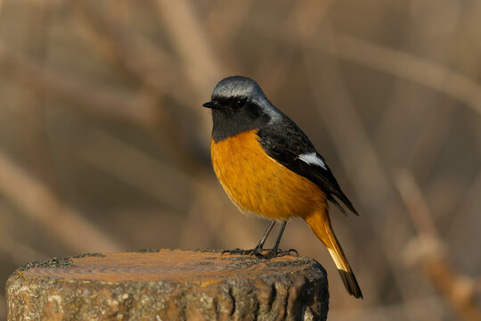 Pflock Bilder – Durchsuchen 5,122 Archivfotos, Vektorgrafiken und ...