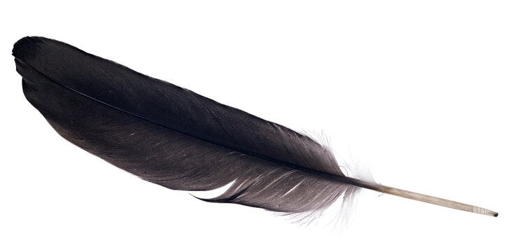 One Feather Images – Browse 365,550 Stock Photos, Vectors, and Video ...