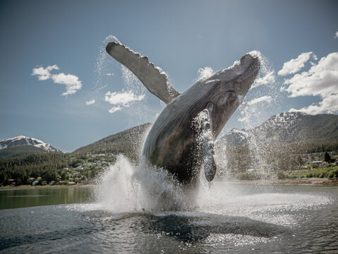 รูปภาพWale – เลือกดูภาพถ่ายสต็อก เวกเตอร์ และวิดีโอ247,741 | Adobe Stock