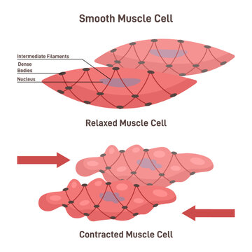 Smooth Muscle Diagram Labeled