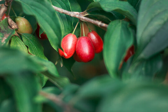 Dogberry-Tree Bilder – Durchsuchen 311 Archivfotos, Vektorgrafiken und ...