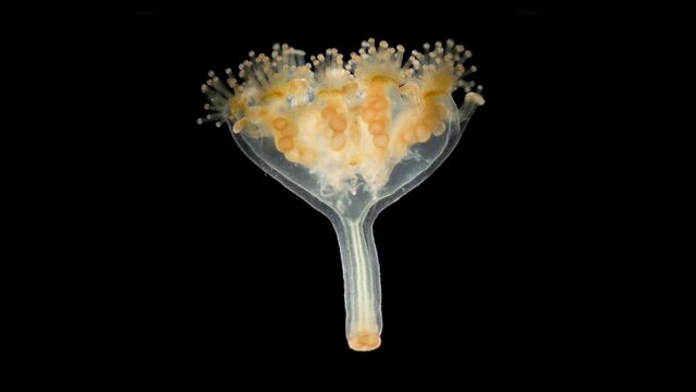 Staurozoa Imagens – Procure 259 fotos, vetores e vídeos | Adobe Stock