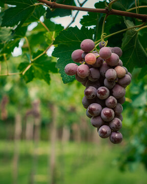 "Uva Negra" Bilder – Durchsuchen 144 Archivfotos, Vektorgrafiken und ...