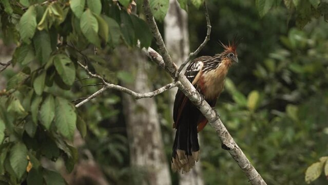 รูปภาพStinkbird – เลือกดูภาพถ่ายสต็อก เวกเตอร์ และวิดีโอ590 | Adobe Stock