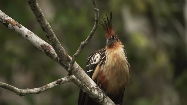 Stinkbird bilder – Bläddra bland 617 stockfoton, vektorer och videor ...