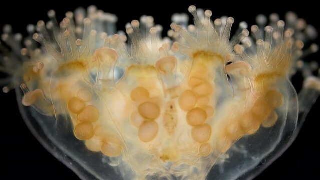 Staurozoa bilder – Bläddra bland 234 stockfoton, vektorer och videor ...