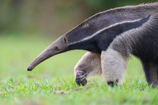 Anteater Side View