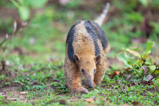 "Lesser Anteater" Images – Browse 821 Stock Photos, Vectors, and Video ...
