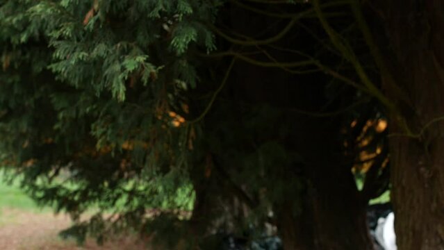 Brances Images – Browse 939 Stock Photos, Vectors, and Video | Adobe Stock