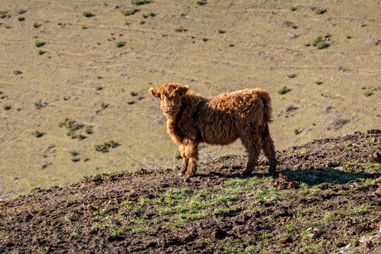 "Vach Bilder – Durchsuchen 328 Archivfotos, Vektorgrafiken und Videos ...