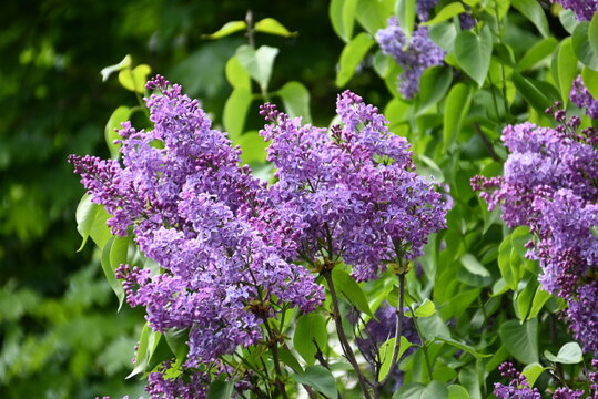 「Bzy」の写真素材 | 239件の無料イラスト画像 | Adobe Stock