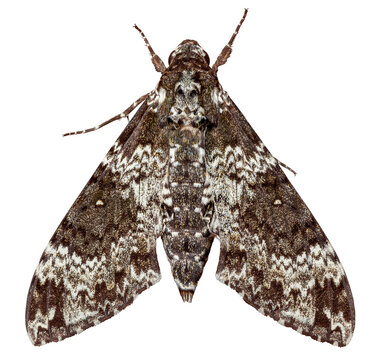 "Sphinx Moth" Images – Browse 13,538 Stock Photos, Vectors, and Video ...