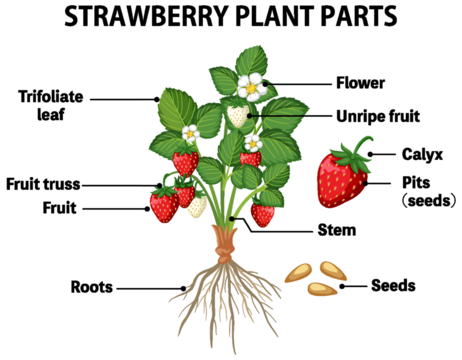 Strawberry Plant Diagram