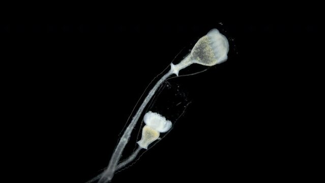 รูปภาพHydromedusa – เลือกดูภาพถ่ายสต็อก เวกเตอร์ และวิดีโอ127 | Adobe Stock