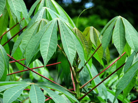 รูปภาพ"Tapioca Plant" – เลือกดูภาพถ่ายสต็อก เวกเตอร์ และวิดีโอ4,920 ...