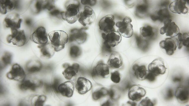 รูปภาพVeliger – เลือกดูภาพถ่ายสต็อก เวกเตอร์ และวิดีโอ134 | Adobe Stock