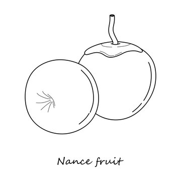 Crassifolia Bilder – Durchsuchen 1,079 Archivfotos, Vektorgrafiken und ...