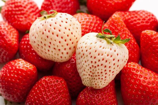 Catamite bilder – Bläddra bland 1,445 stockfoton, vektorer och videor ...