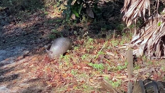 "Nine-Banded Armadillo" Images – Browse 3,364 Stock Photos, Vectors, and Video | Adobe Stock