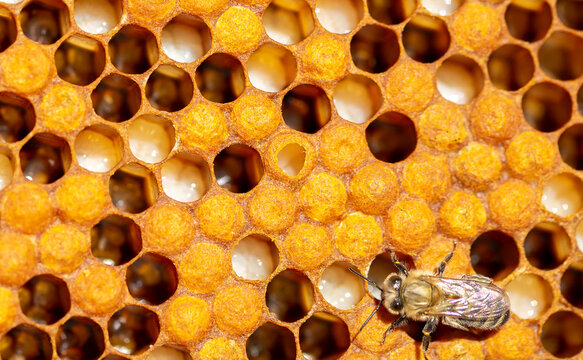 "Bee Larvae" Images – Browse 115 Stock Photos, Vectors, and Video ...