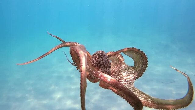 รูปภาพOctopuss – เลือกดูภาพถ่ายสต็อก เวกเตอร์ และวิดีโอ331 | Adobe Stock