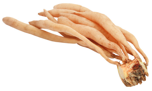 "Asparagus Racemosus" Images – Browse 578 Stock Photos, Vectors, and ...