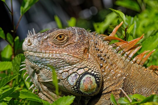 "Iguana Iguana Rhinolopha" Bilder – Durchsuchen 30 Archivfotos ...