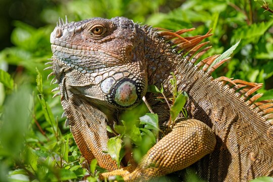 "Iguana Iguana Rhinolopha" Bilder – Durchsuchen 30 Archivfotos ...