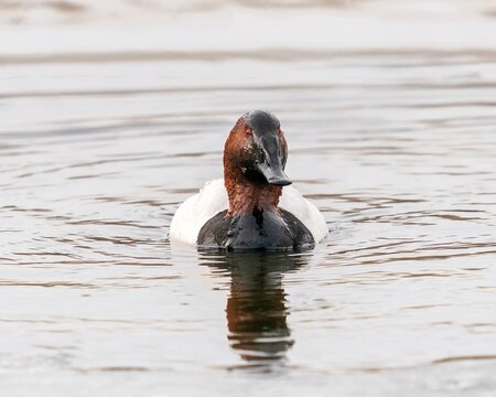 Canvasback Imagens – Procure 470 fotos, vetores e vídeos | Adobe Stock