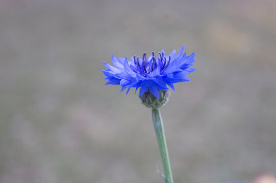 รูปภาพCyani – เลือกดูภาพถ่ายสต็อก เวกเตอร์ และวิดีโอ808 | Adobe Stock