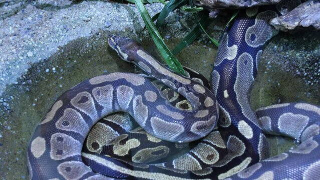 Tropicarium Bilder – Durchsuchen 116 Archivfotos, Vektorgrafiken und ...