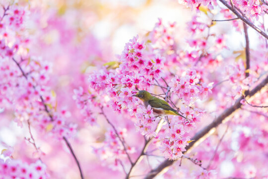 รูปภาพFiowers – เลือกดูภาพถ่ายสต็อก เวกเตอร์ และวิดีโอ189 | Adobe Stock