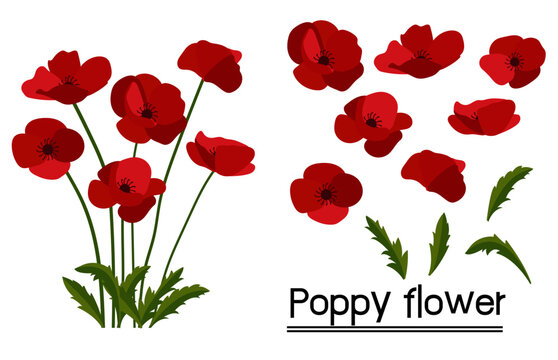 Poppy Flower Vector