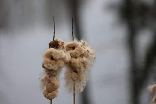 「Binse」の写真素材 | 485件の無料イラスト画像 | Adobe Stock