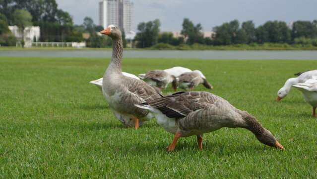 รูปภาพGanso – เลือกดูภาพถ่ายสต็อก เวกเตอร์ และวิดีโอ9,664 | Adobe Stock