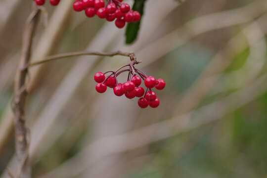 Spiceberry Bilder – Durchsuchen 3,300 Archivfotos, Vektorgrafiken und ...
