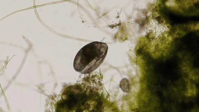 Seed Shrimp Under A Microscope